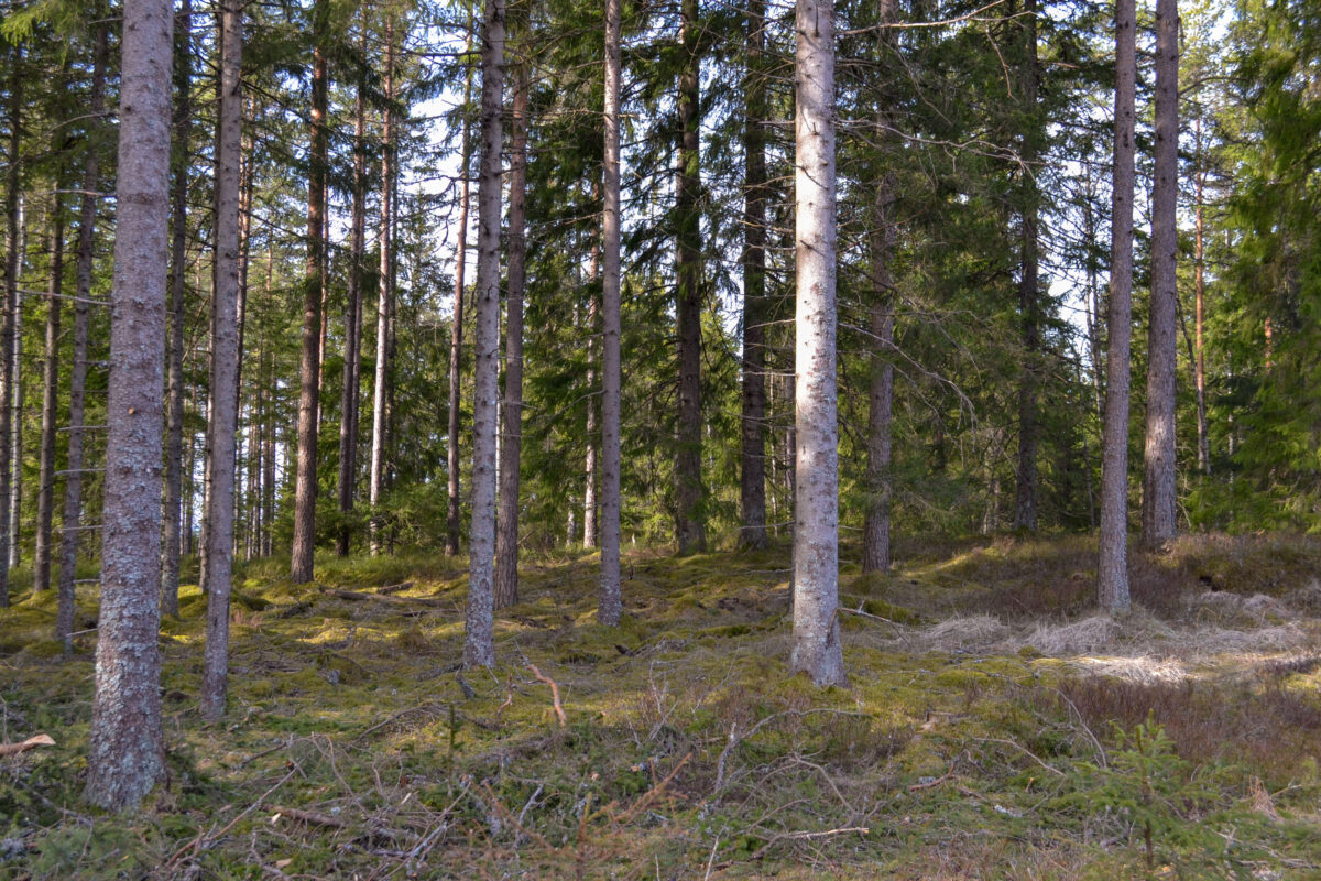 Tranhult 1:2 – Skogsmark