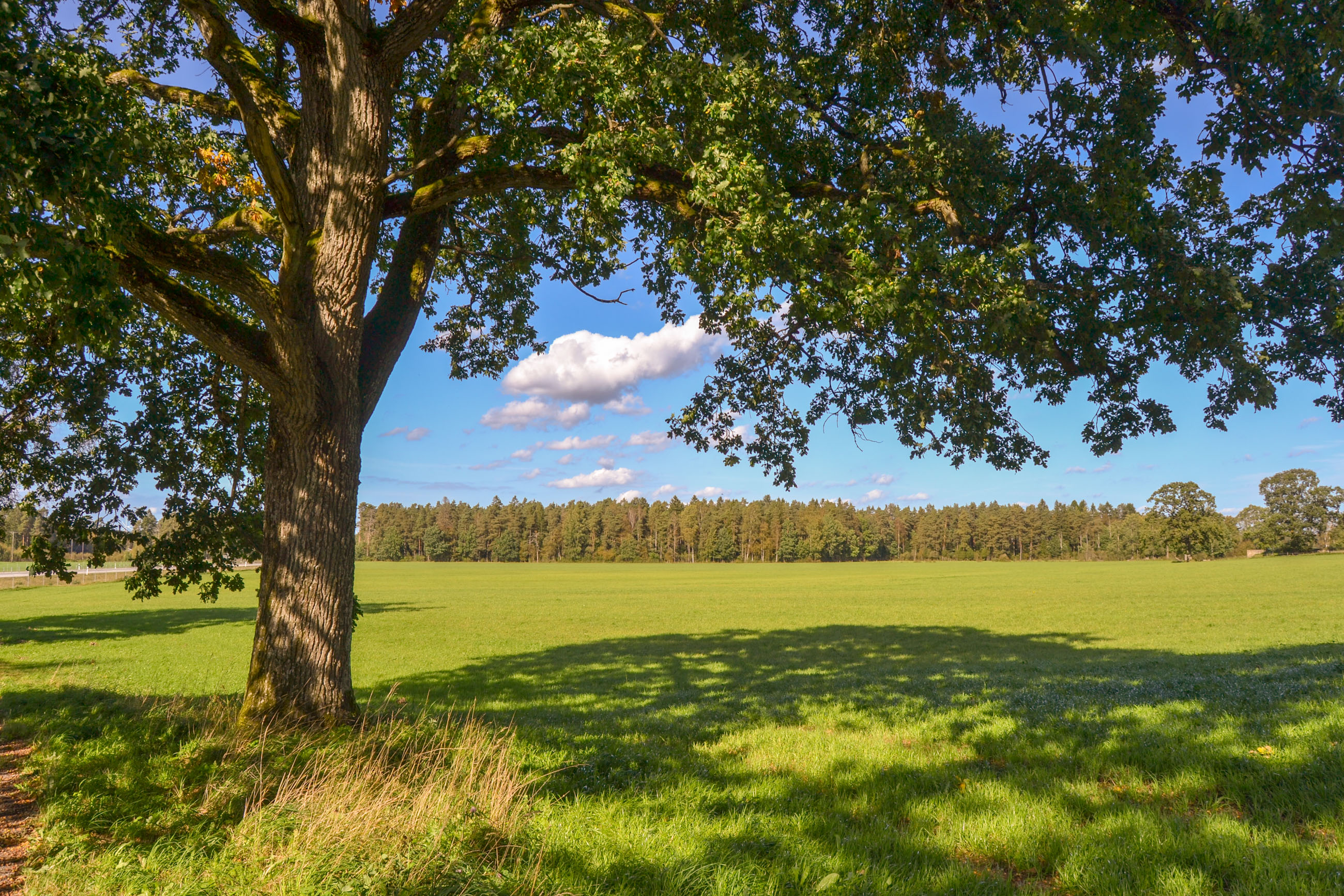 Henja 3:26, del av – Skogsmark