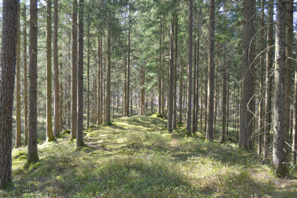 Kragared 2:26 – Skogsmark